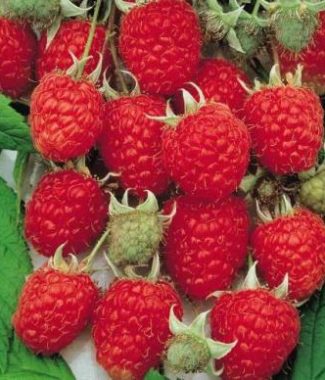 Alaska Fruits and Berries – Fruit, berry, and perrenial plants for sale ...