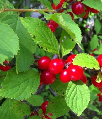 Cherries – Alaska Fruits and Berries