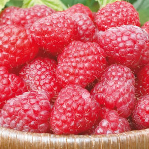 “Canby” Raspberry – Alaska Fruits and Berries