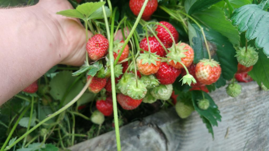 “Old North Sea” Strawberry – Alaska Fruits and Berries