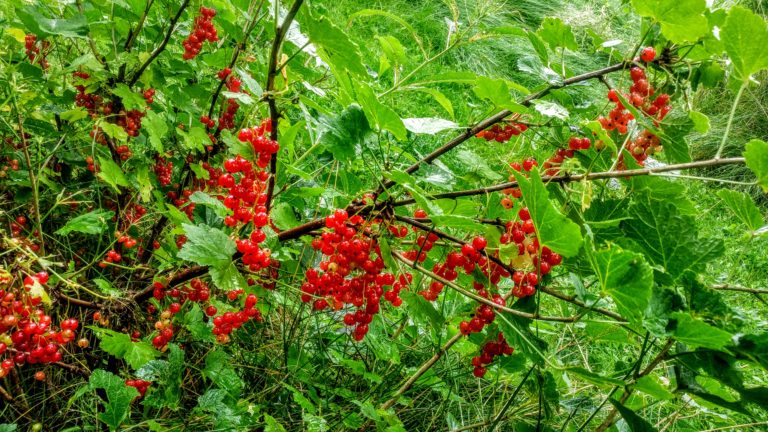 “Red Lake” Currant – Alaska Fruits and Berries