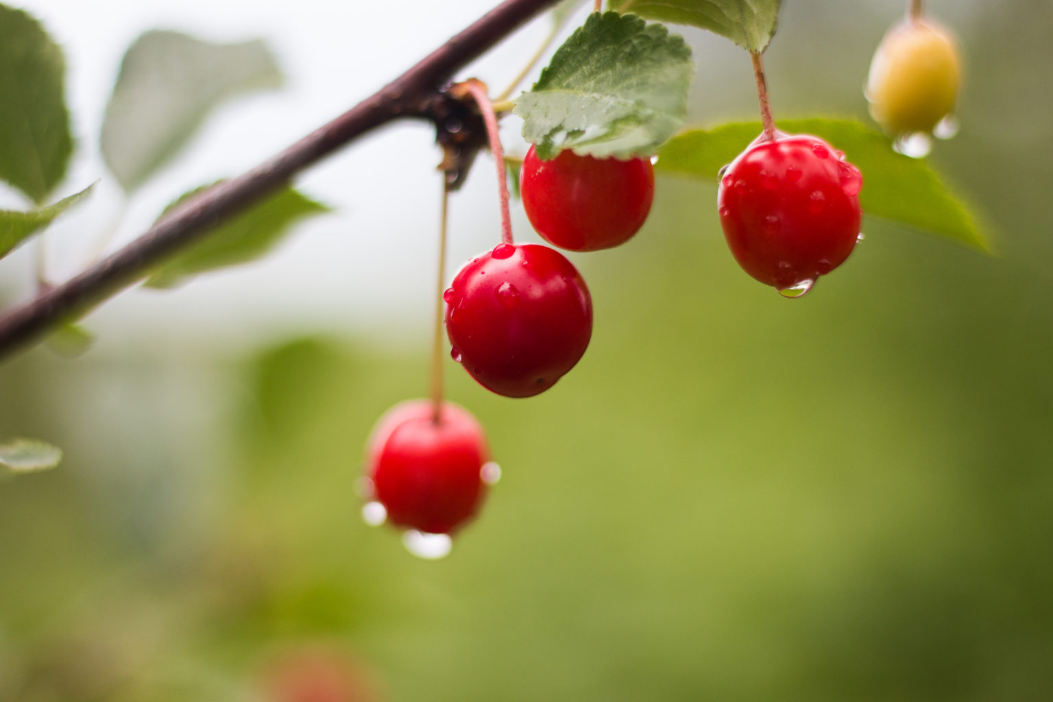 Contact Us – Alaska Fruits and Berries