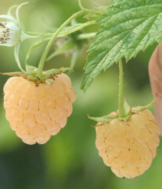 Alaska Fruits and Berries – Fruit, berry, and perrenial plants for sale ...