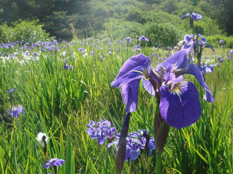 Wild Iris – Alaska Fruits and Berries